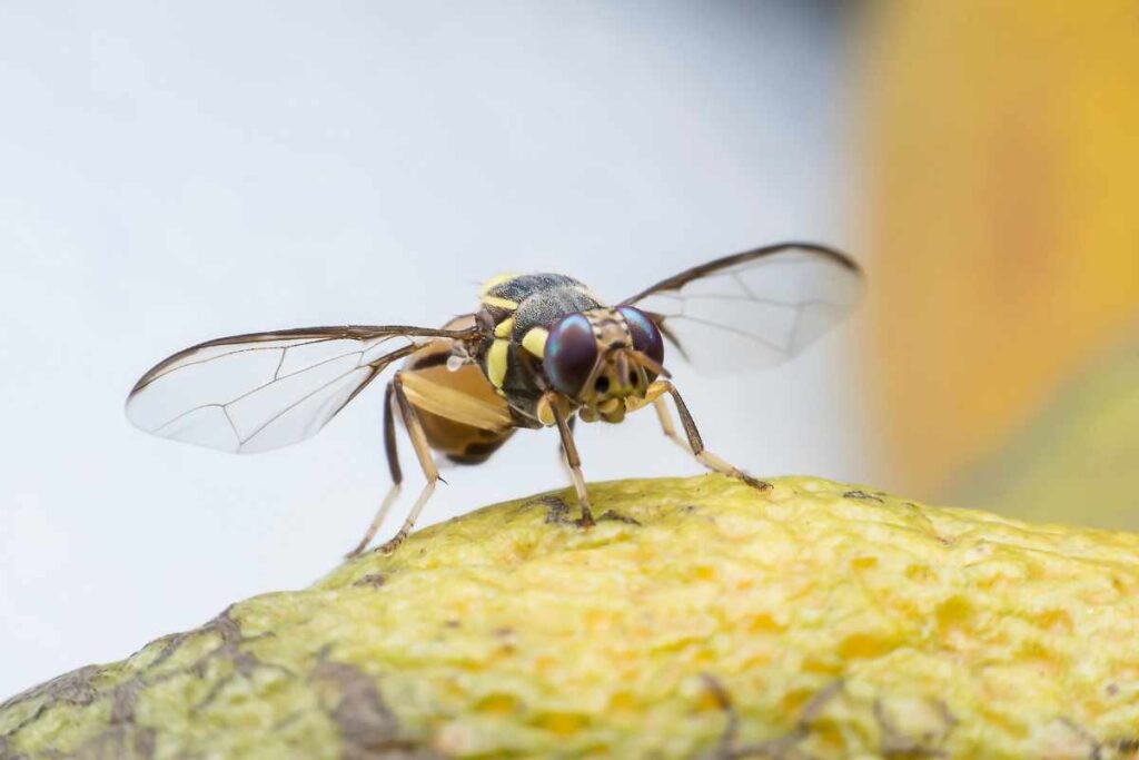 Occhio ai pappataci possono portare a conseguenze davvero spiacevoli ...