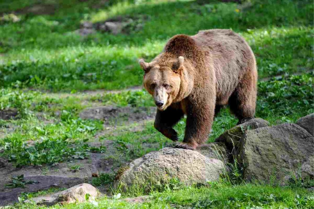 Orsa JJ4, la decisione sul suo destino: ecco cosa le faranno davvero in ...