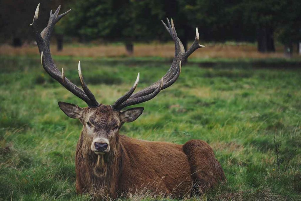 Hai trovato i palchi di un cervo in montagna? Ecco perché è meglio non ...