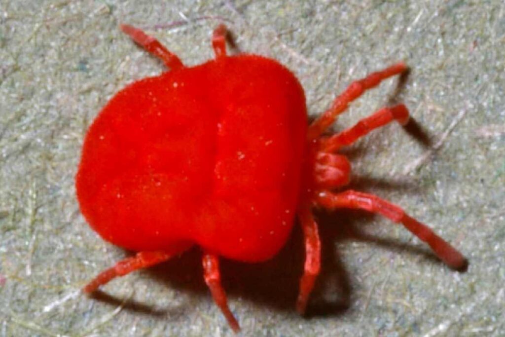 Trombicula, un acaro al quale bisogna stare attenti - gentechevainmontagna